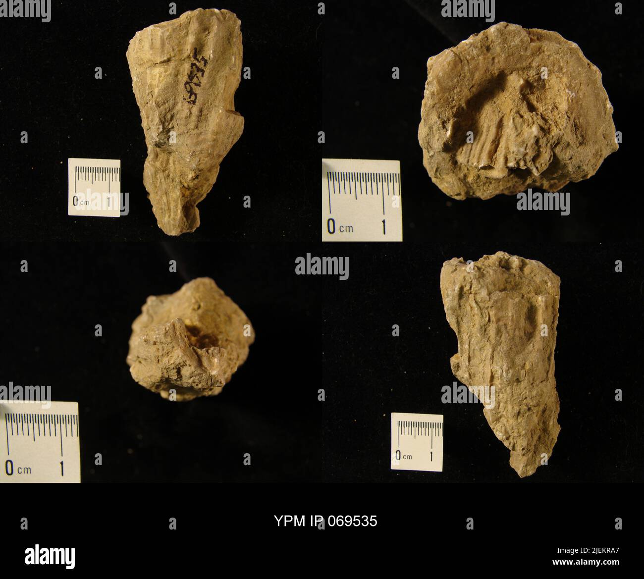 Hippurites hi-res stock photography and images - Alamy