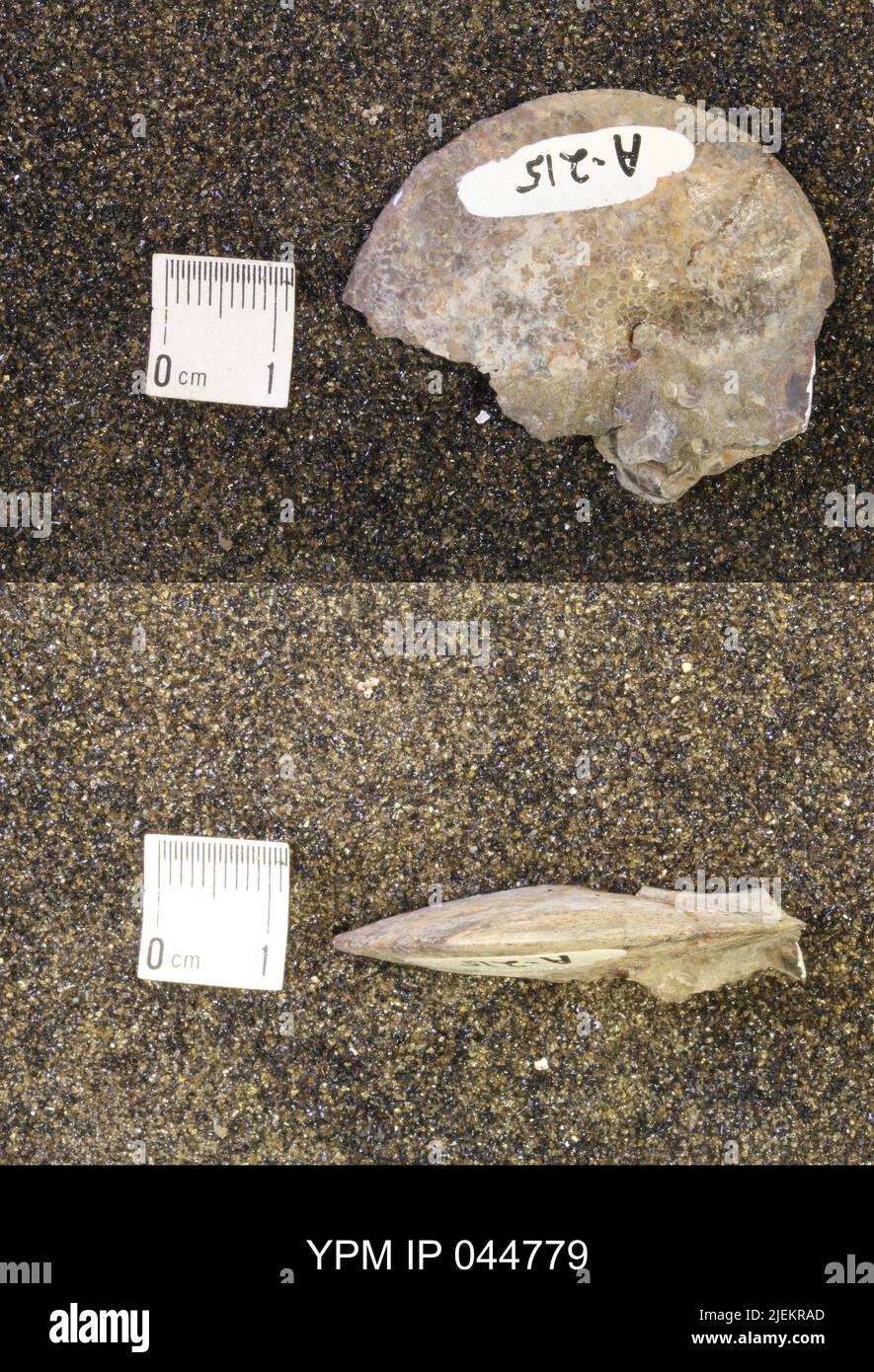 Sphenodiscus lenticularis owen animalia hi-res stock photography and ...