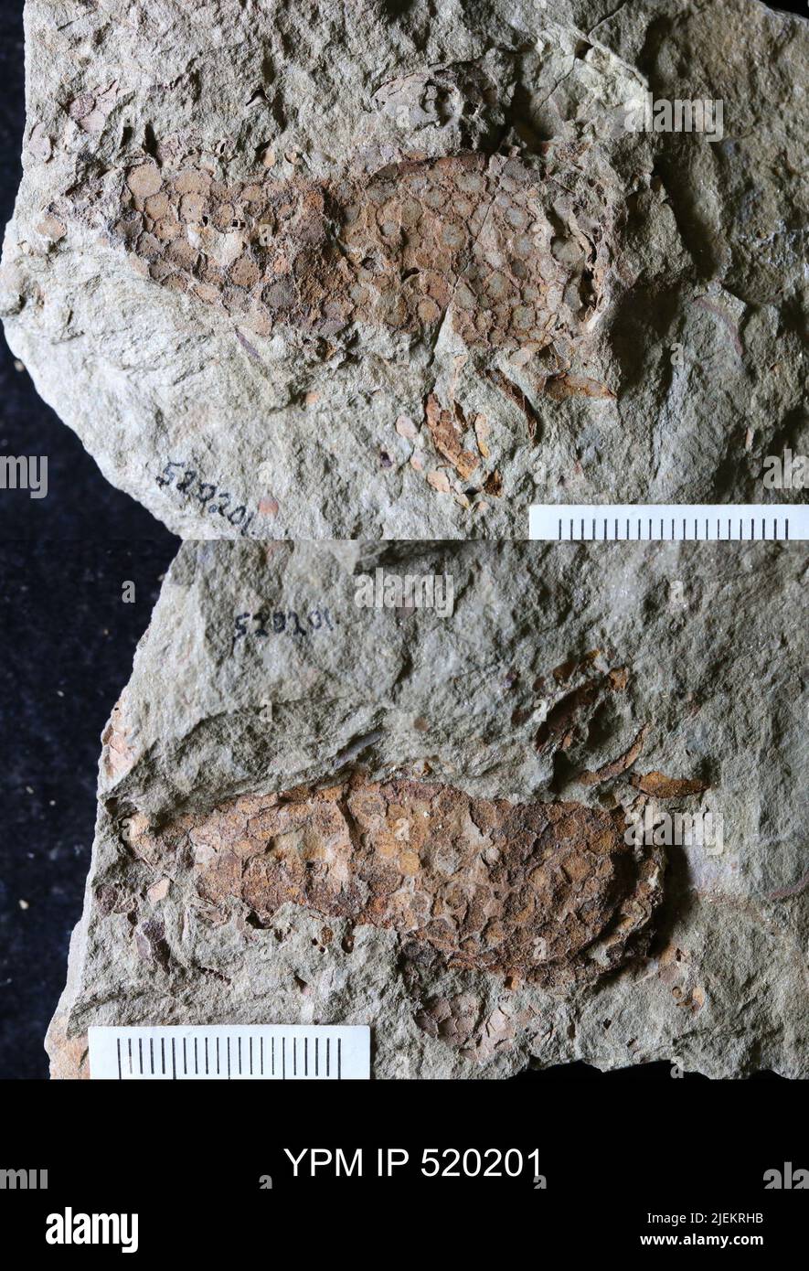 Eocrinoidea hi-res stock photography and images - Alamy