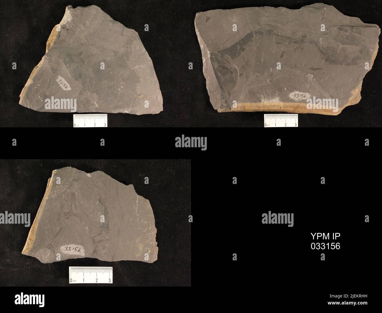 1867 animalia hi-res stock photography and images - Alamy