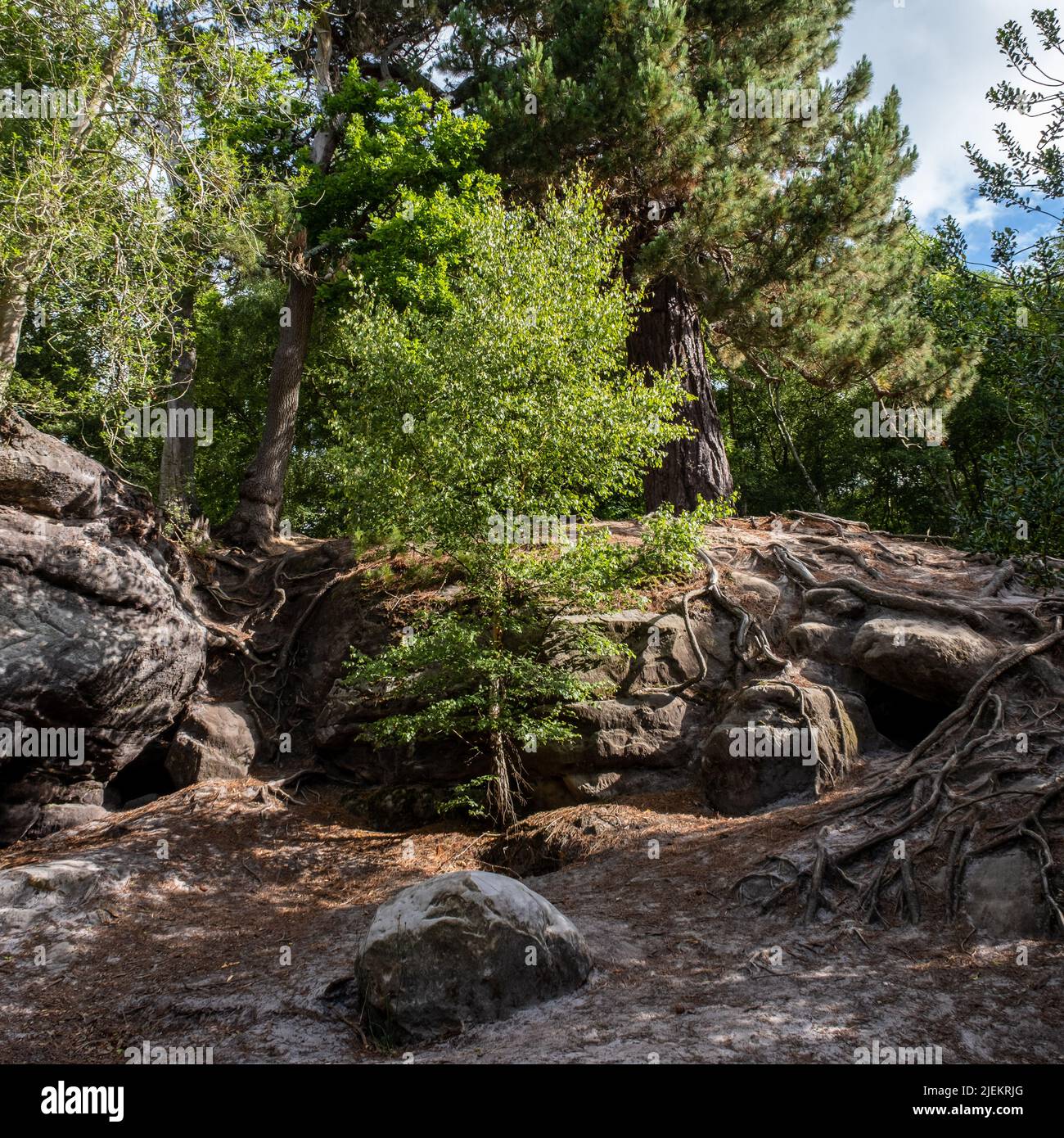 Blue sky tree roots hi-res stock photography and images - Alamy