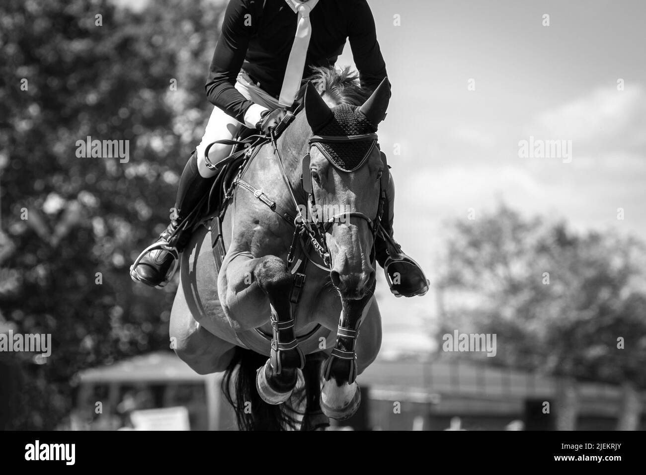 Horse Jumping, Equestrian Sports, Show Jumping themed photograph Stock ...