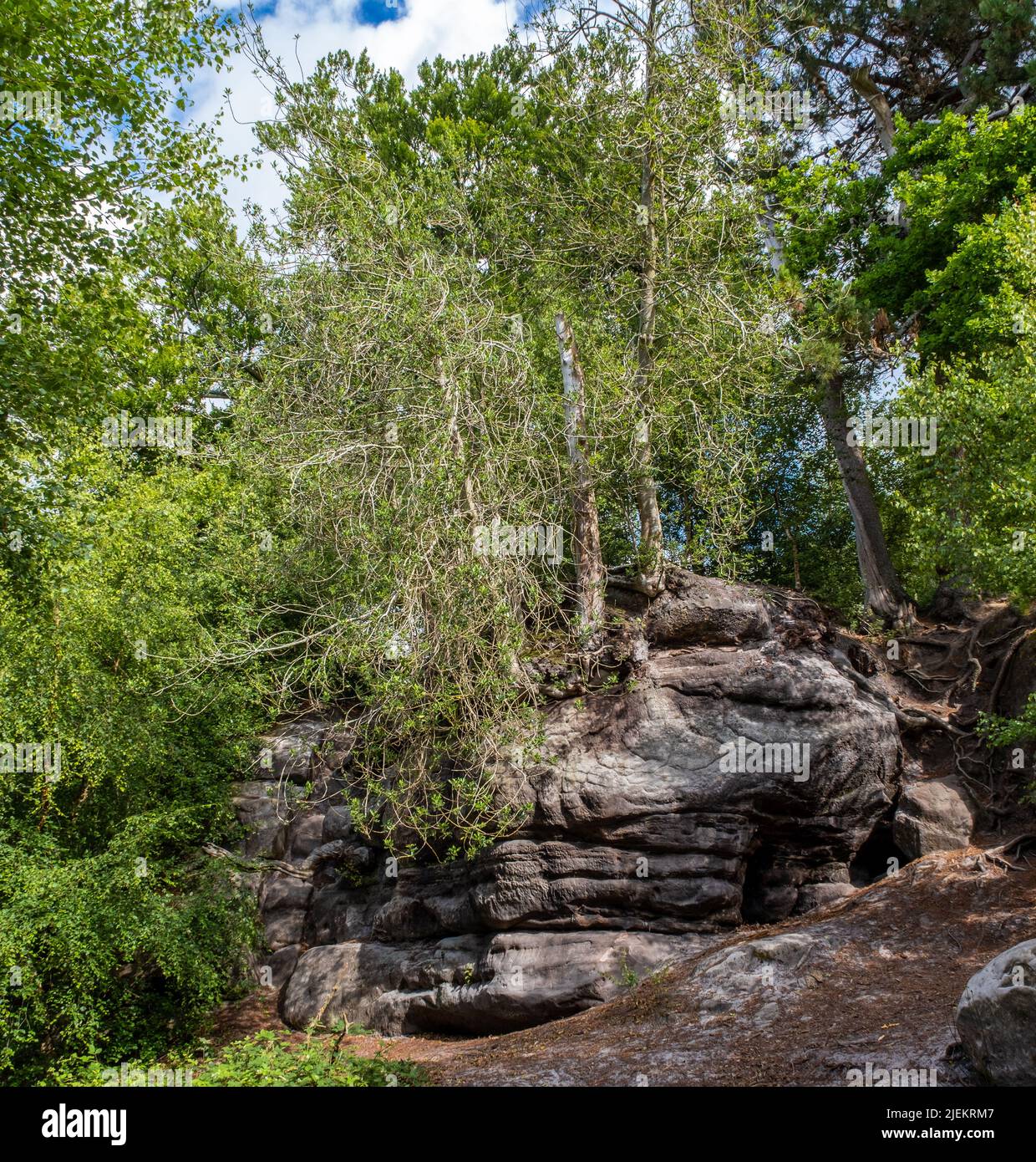 Rock formation with hanging vegetation and trees with cloudy blue sky ...