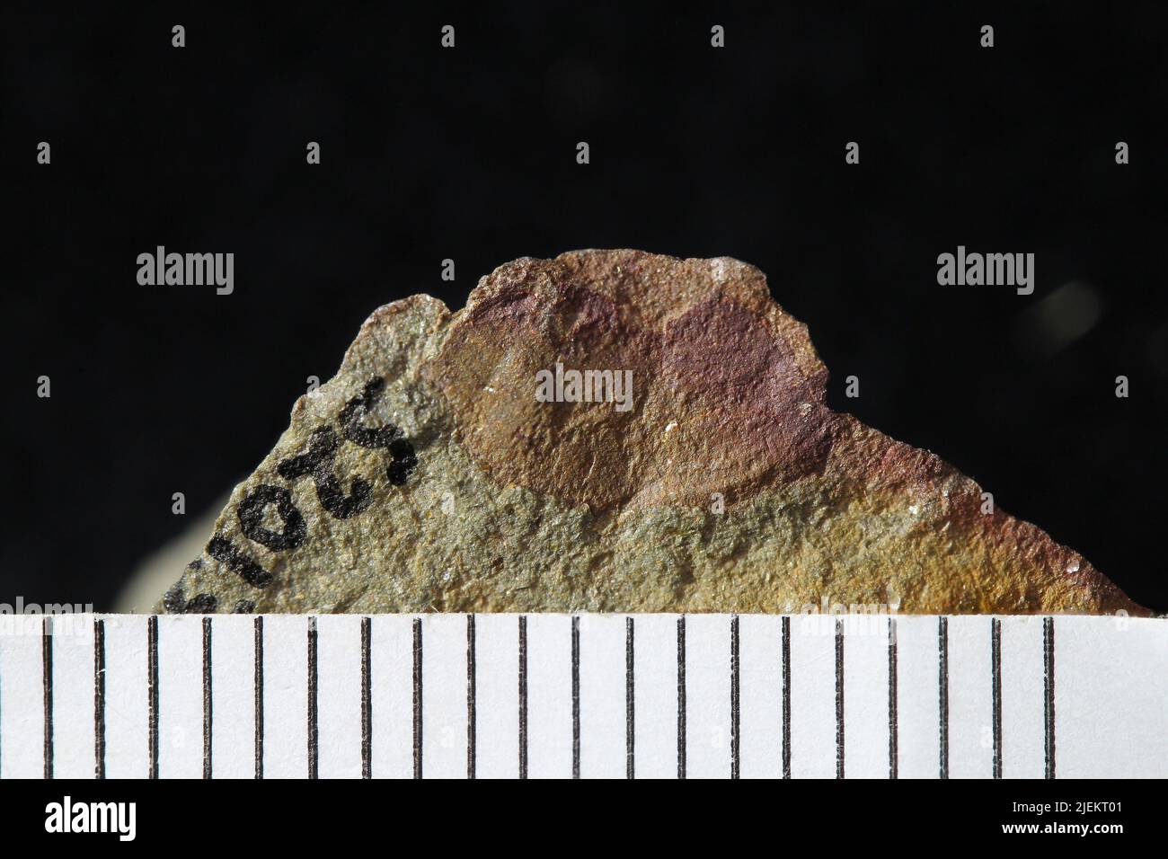 Hyolith High Resolution Stock Photography and Images - Alamy