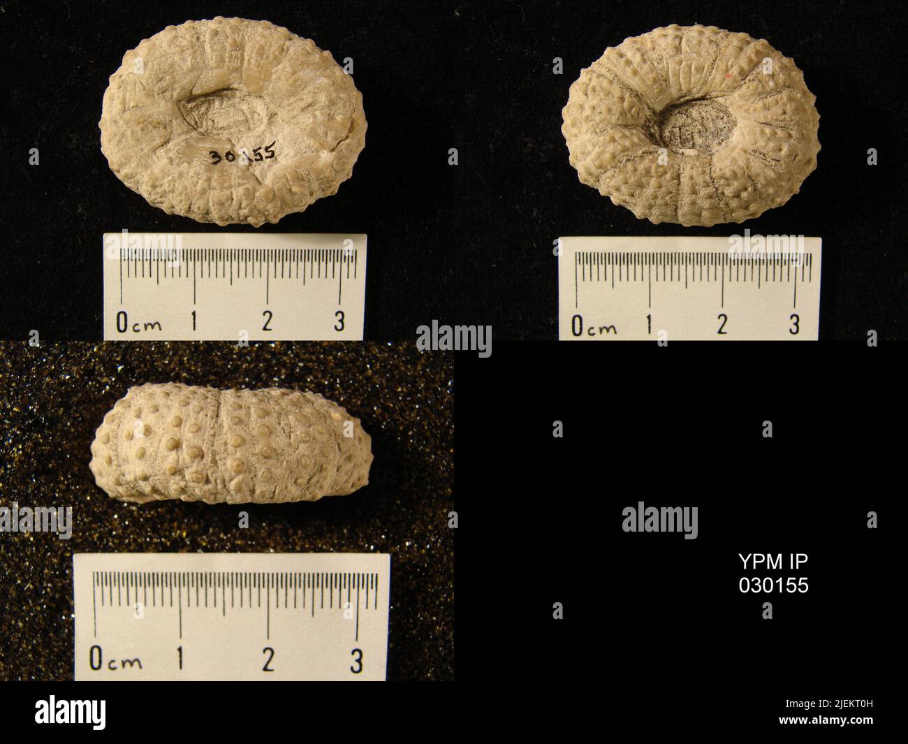 Phymosoma hi-res stock photography and images - Alamy