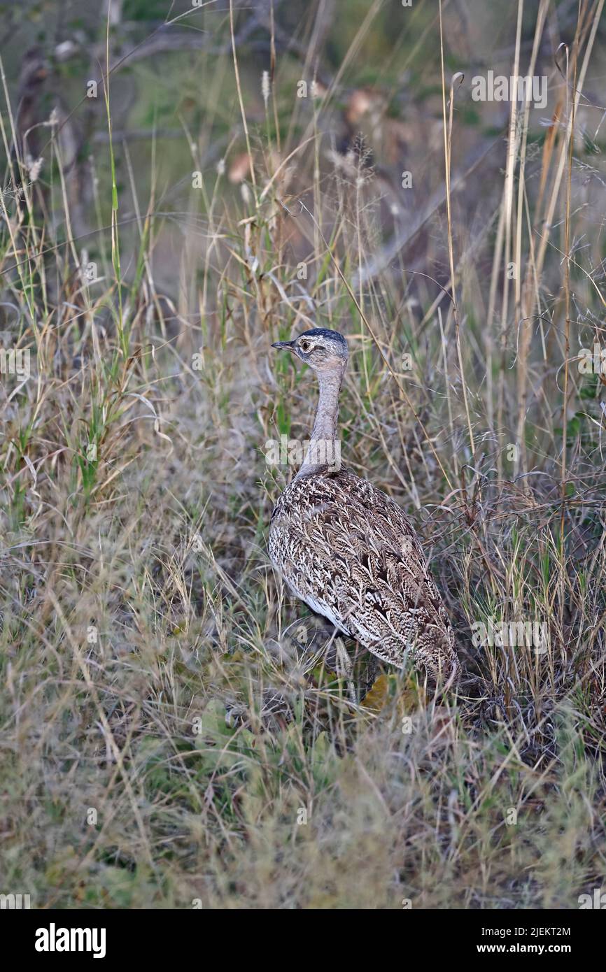 Red crested bustard hi-res stock photography and images - Alamy
