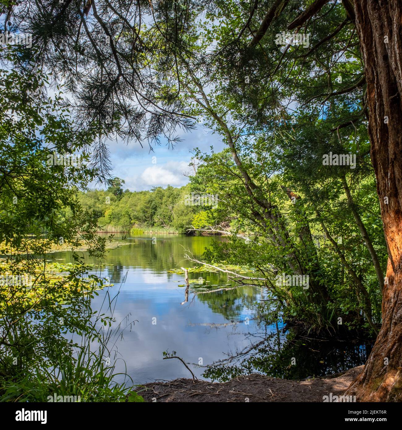 Lakeside view in early morning summer sun and framed by trees Stock ...