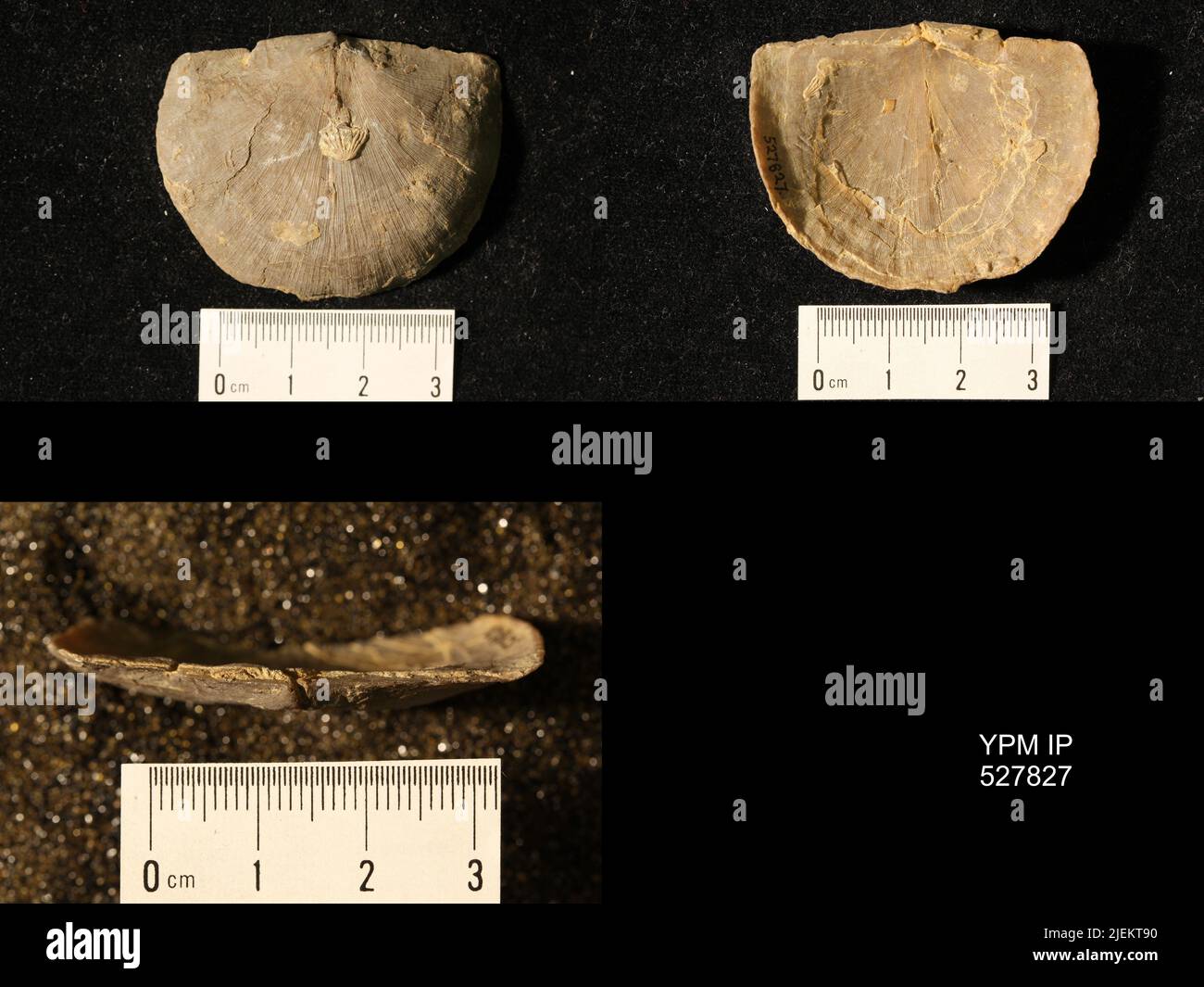 Rafinesquina alternata conrad hi-res stock photography and images - Alamy