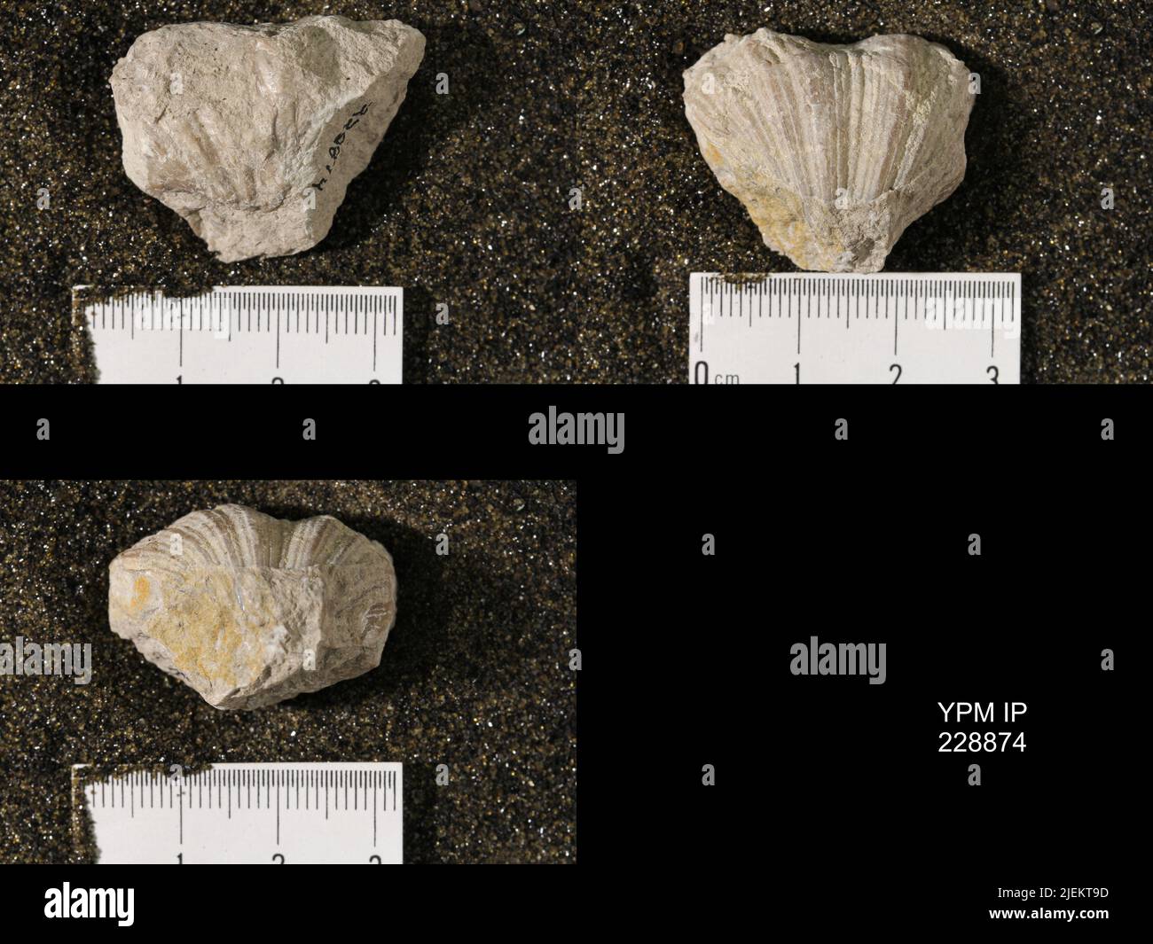 Neospirifer triplicatus Hall Stock Photo - Alamy