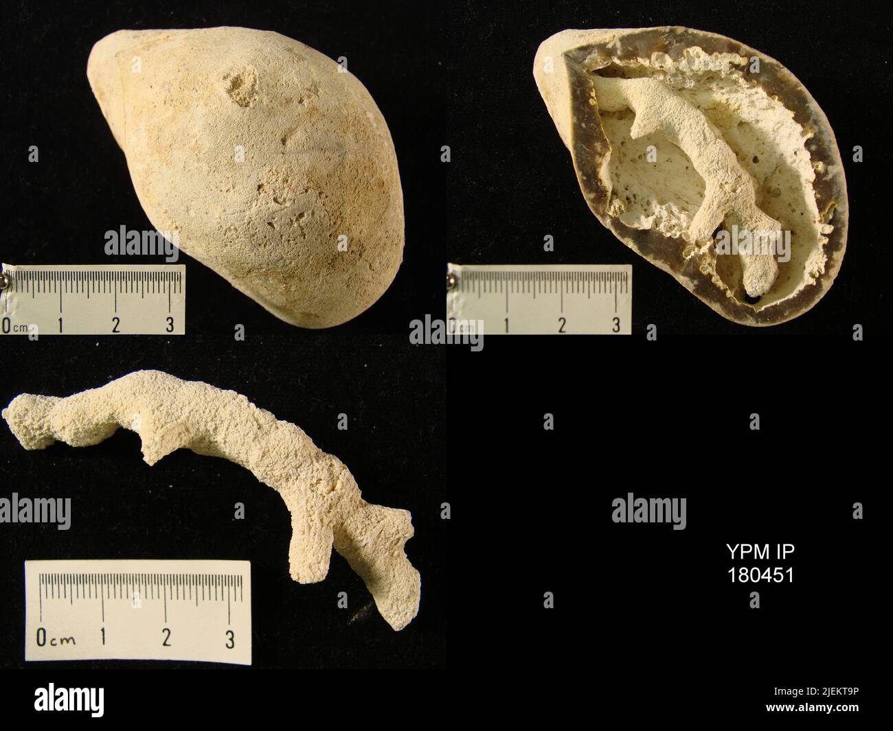 Goldfuss hi-res stock photography and images - Alamy