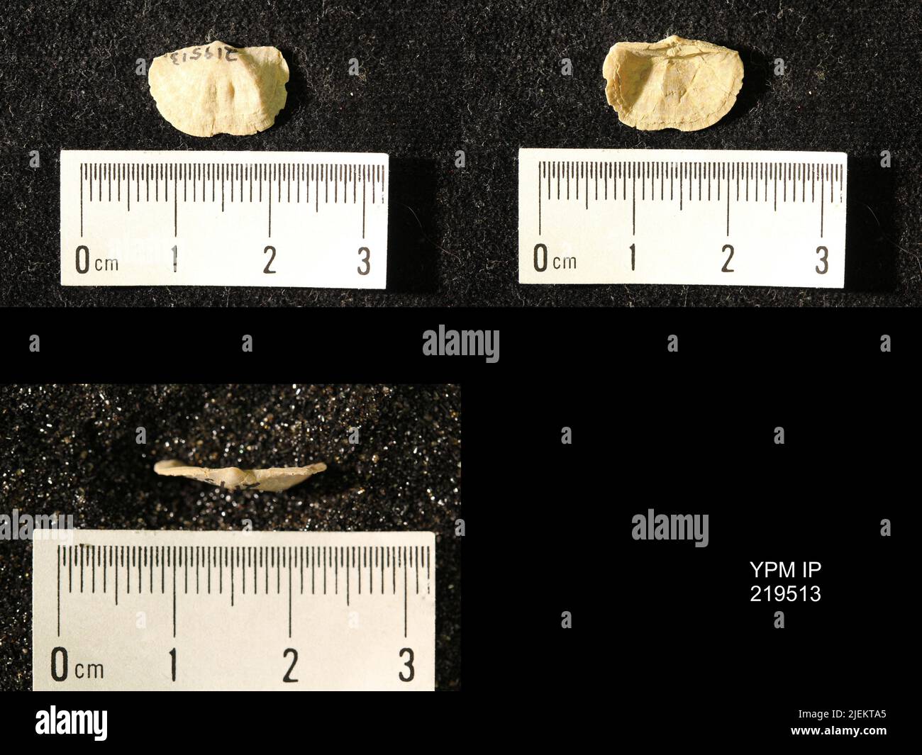 Chonetes granulifer Owen, 1852 Stock Photo - Alamy
