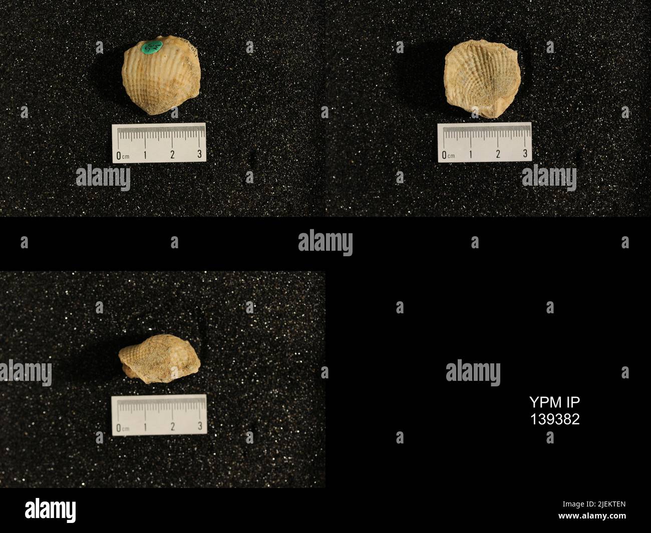 Productus (Dictyoclostus) sp Stock Photo - Alamy