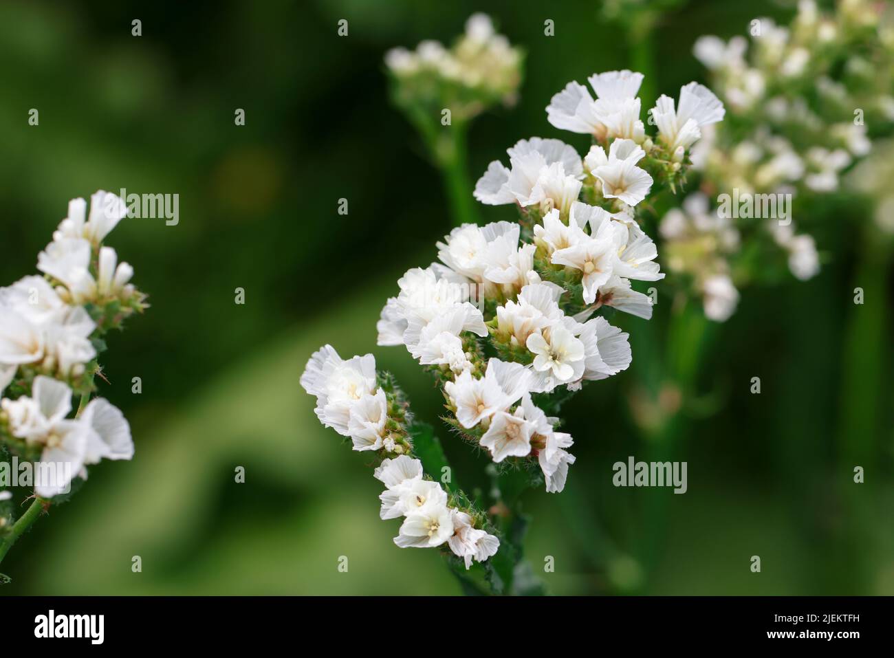 Beautiful white summer spring flowers in garden Stock Photo - Alamy