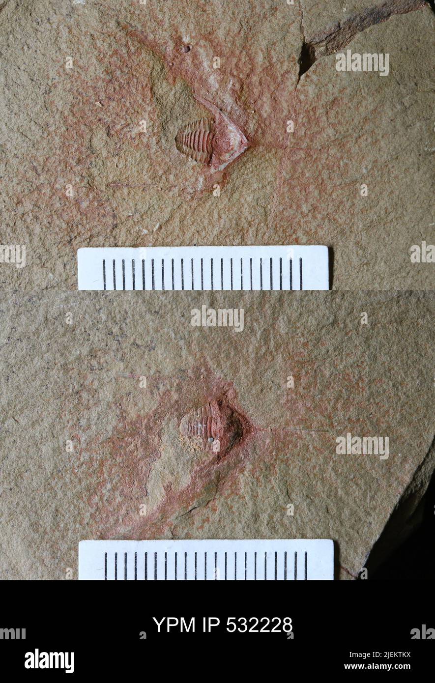 Ampyx sp animalia hi-res stock photography and images - Alamy