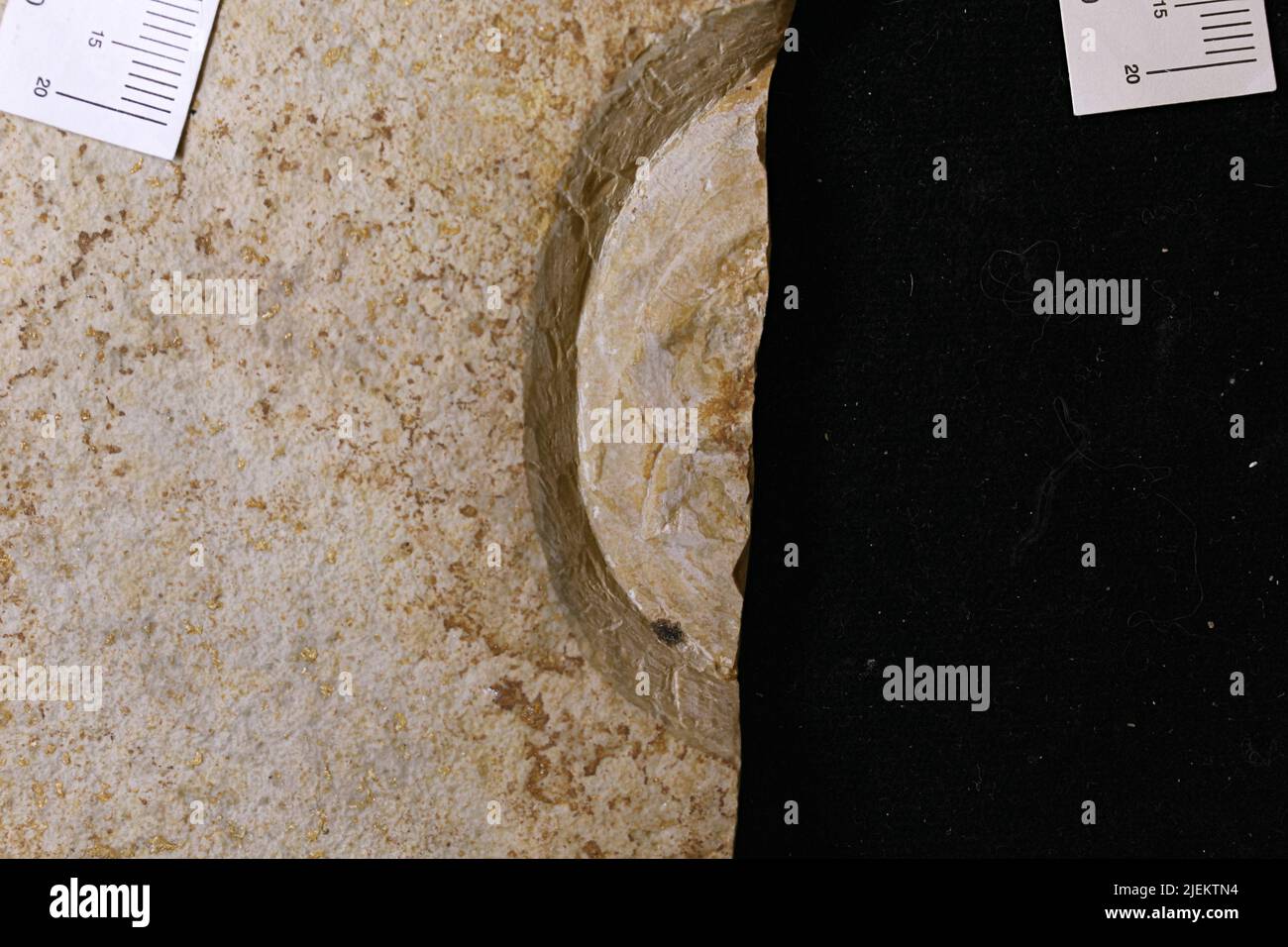 Limulus walchi Desmonet Stock Photo - Alamy