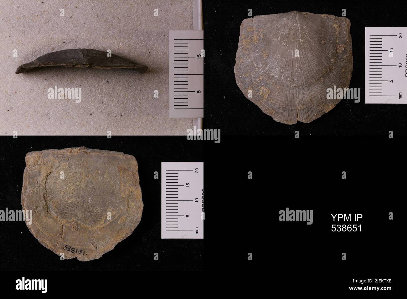 Rafinesquina alternata fracta meek hi-res stock photography and images ...