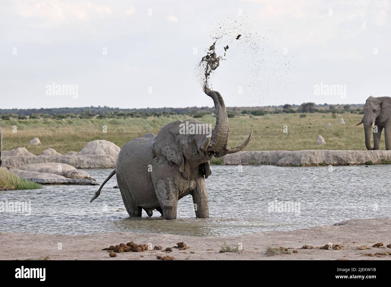 Elephant spraying water hi-res stock photography and images - Alamy