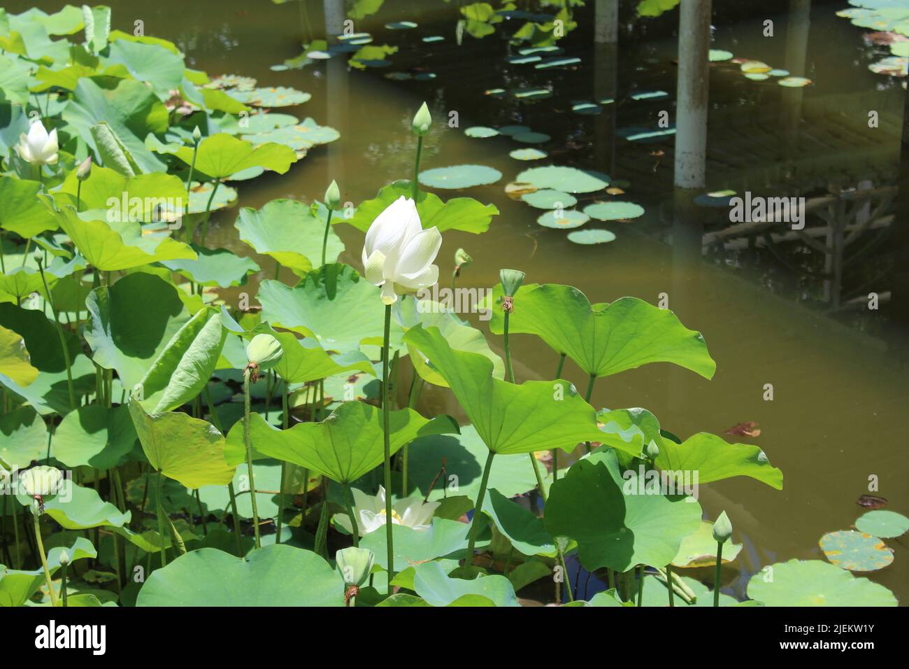 white Indian lotus (Nelumbo nucifera) flowers and leaves Stock Photo ...