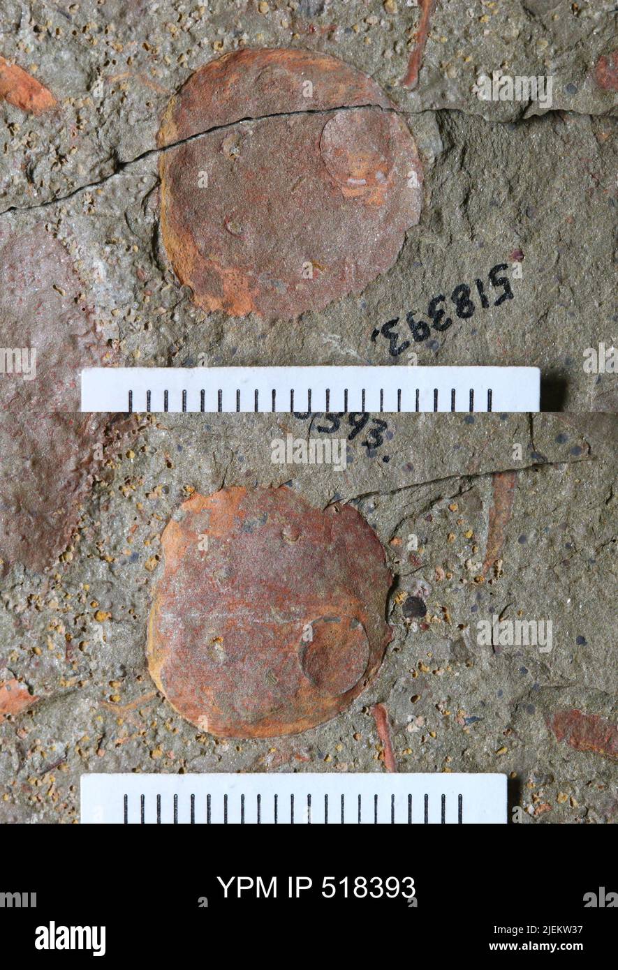 Undet xiphosurida hi-res stock photography and images - Alamy