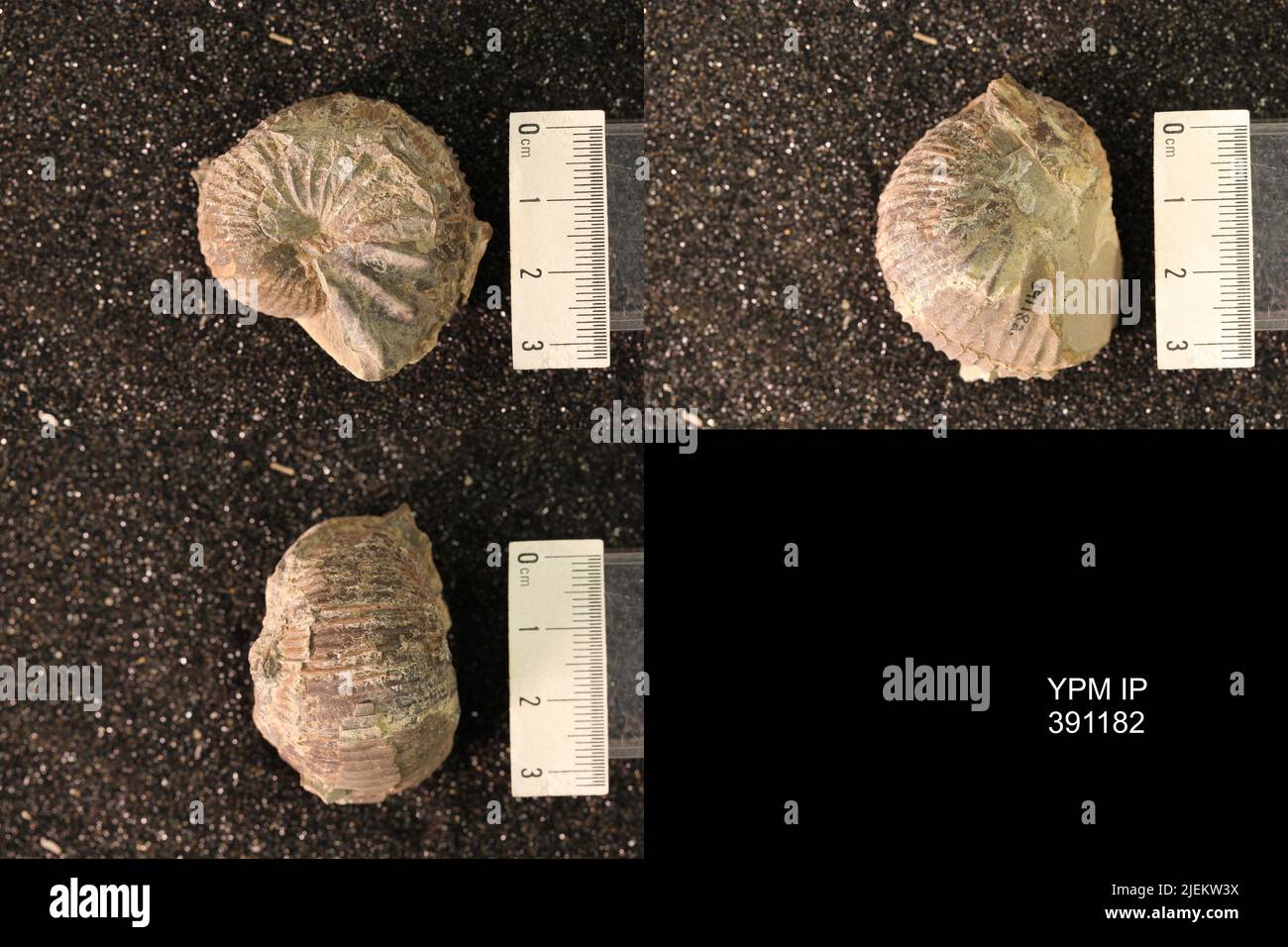 Scaphitidae animalia hi-res stock photography and images - Alamy
