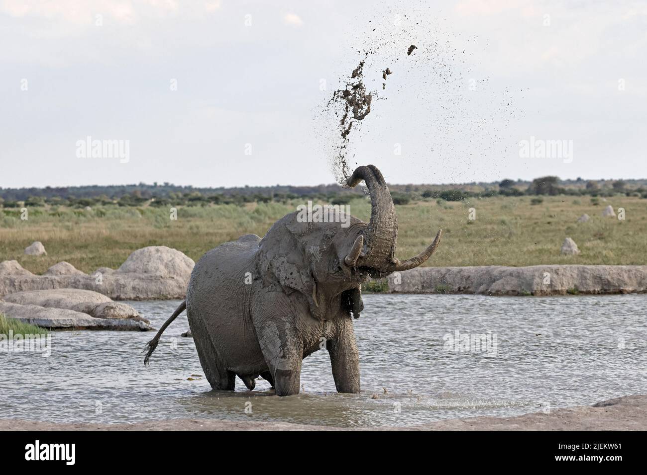 Elephant Spraying Water At A Person