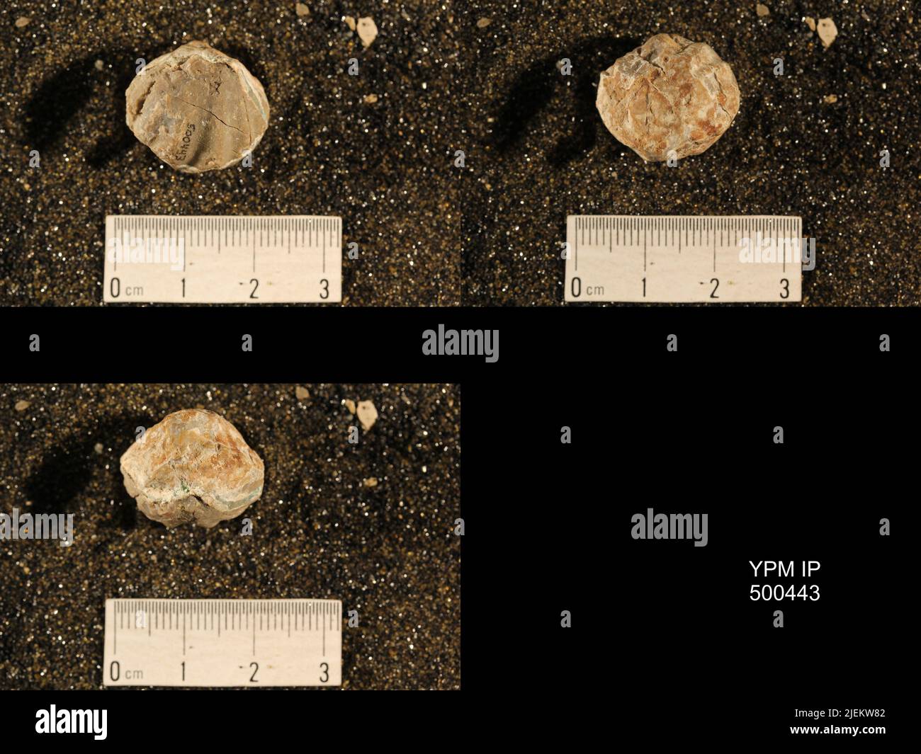 Enteletes plummeri King Stock Photo - Alamy