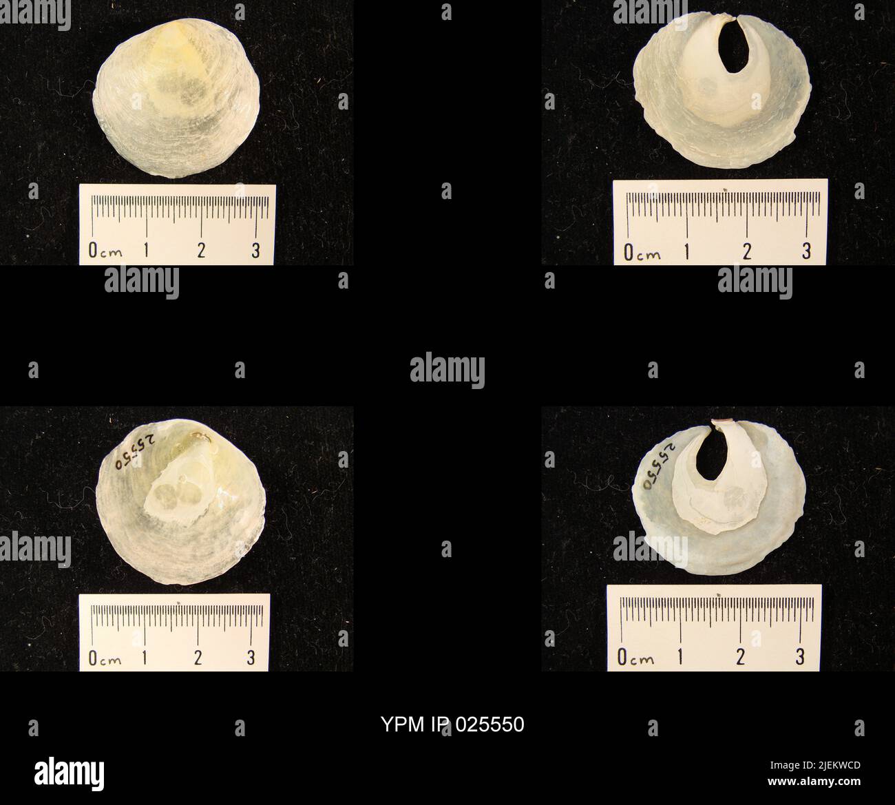 Anomia sp animalia hi-res stock photography and images - Alamy