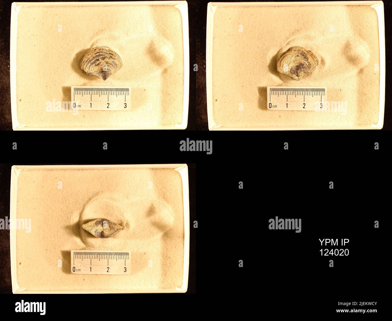Athyris hi-res stock photography and images - Alamy