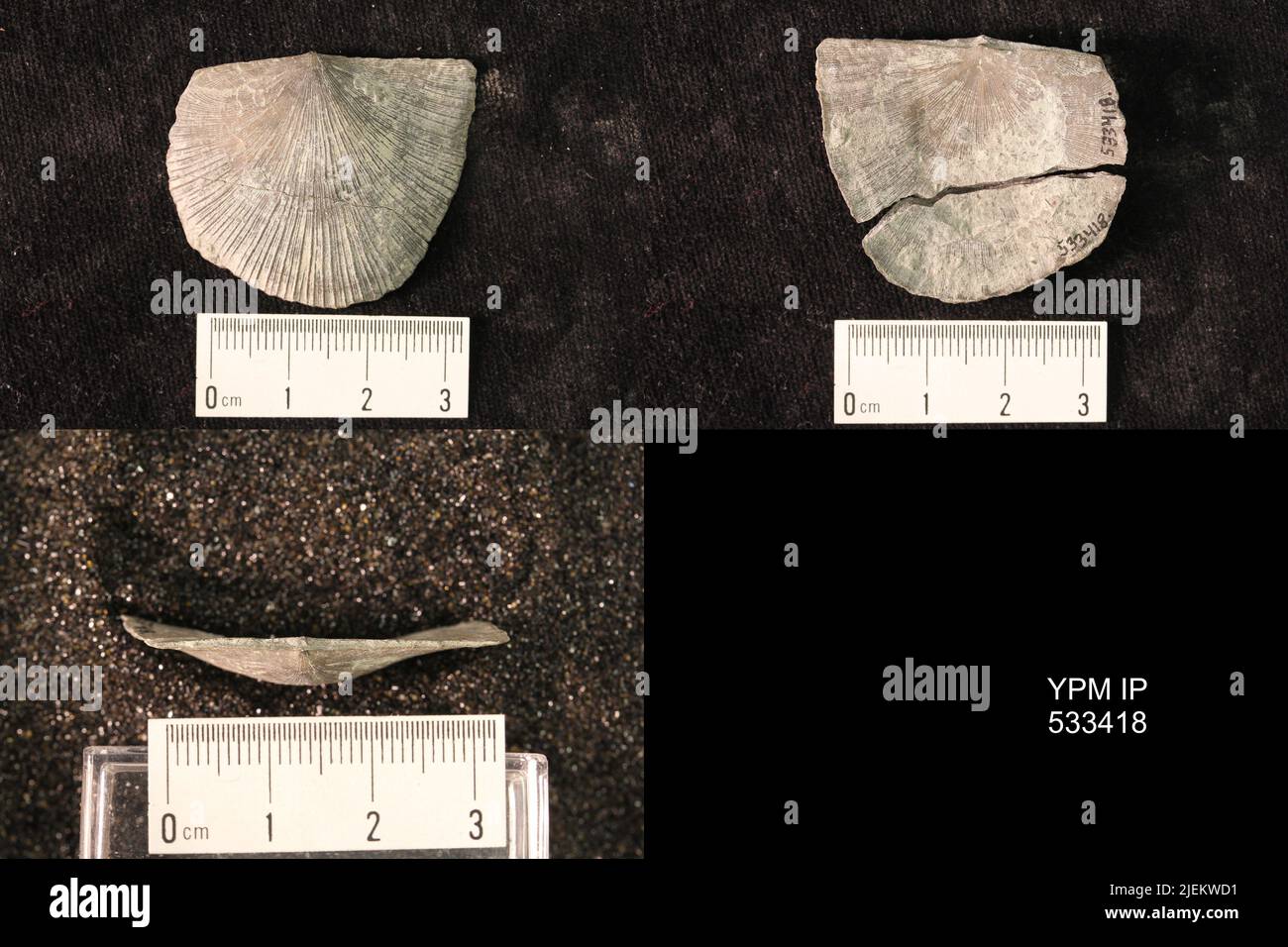 Rafinesquina hi-res stock photography and images - Alamy