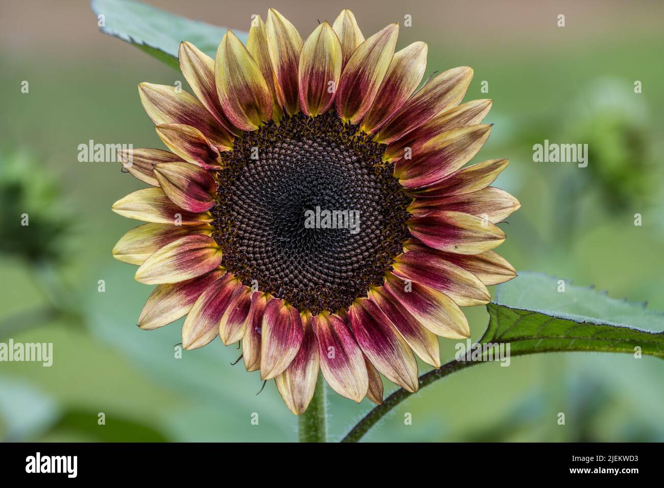 Petal sunflower hi-res stock photography and images - Alamy