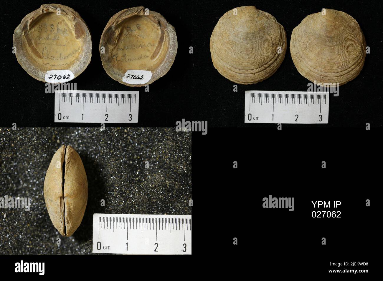 Codakia (Clairbornites) symmetrica HYPOTYPE Stock Photo - Alamy