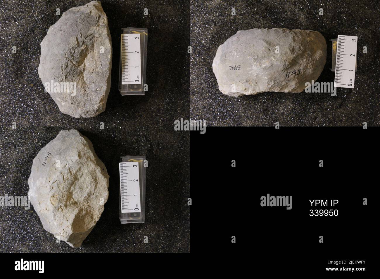 Turrilites brazoensis Roemer, 1849 Stock Photo - Alamy