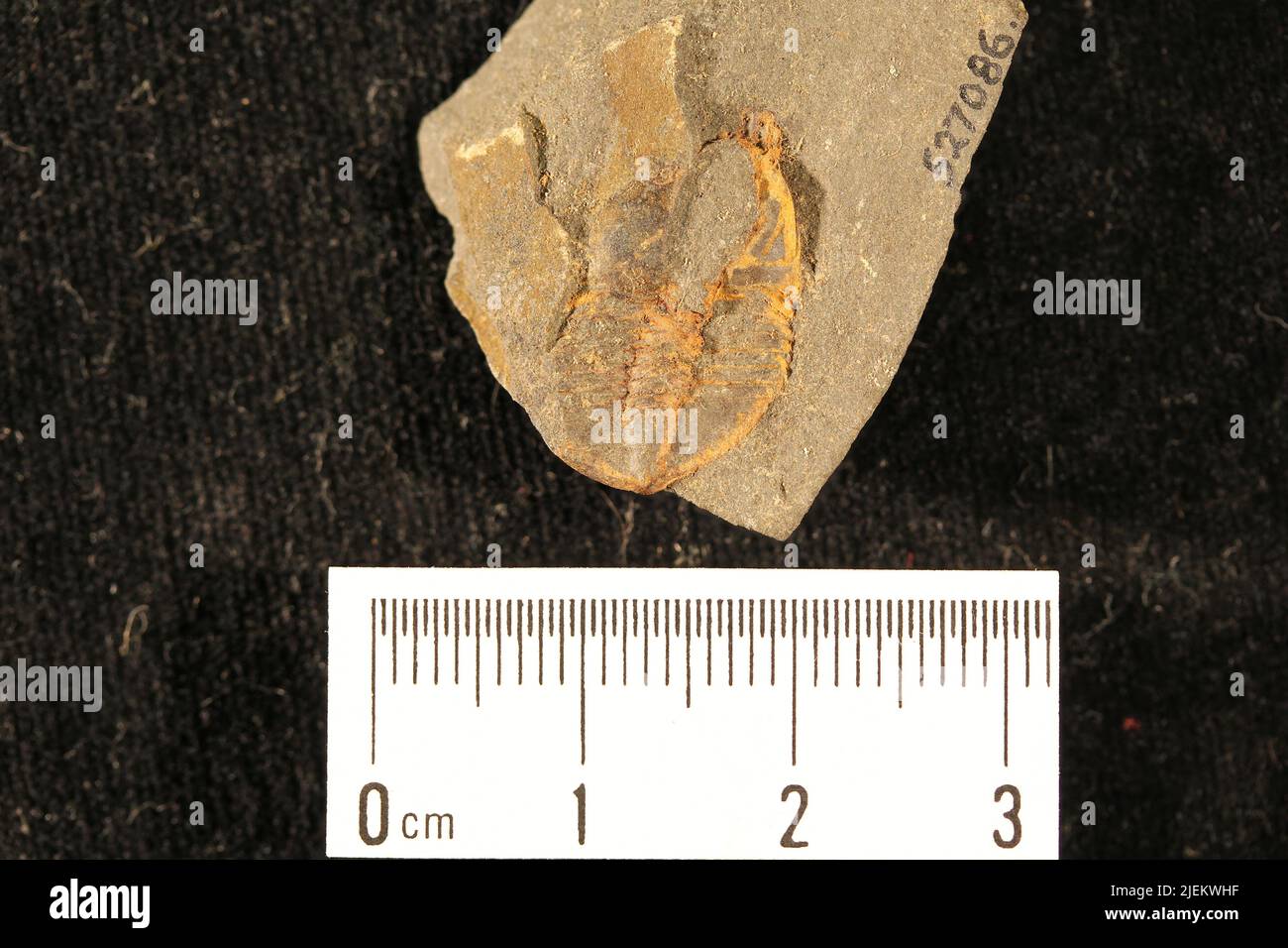 Cryptolithus tessellatus green hi-res stock photography and images - Alamy