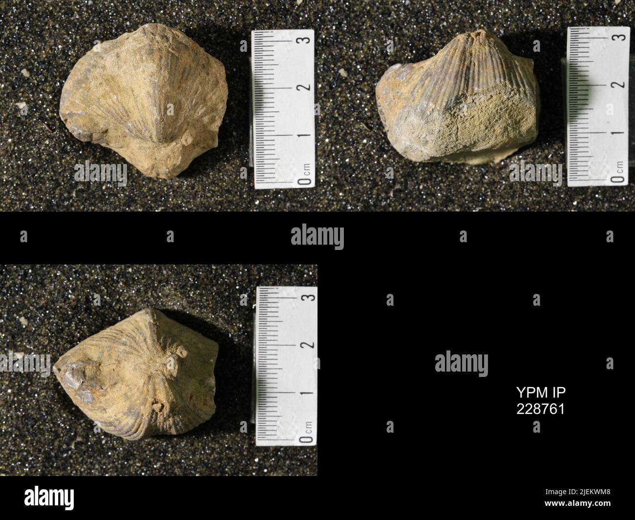 Neospirifer triplicatus gibbosus Dunbar & Condra Stock Photo - Alamy