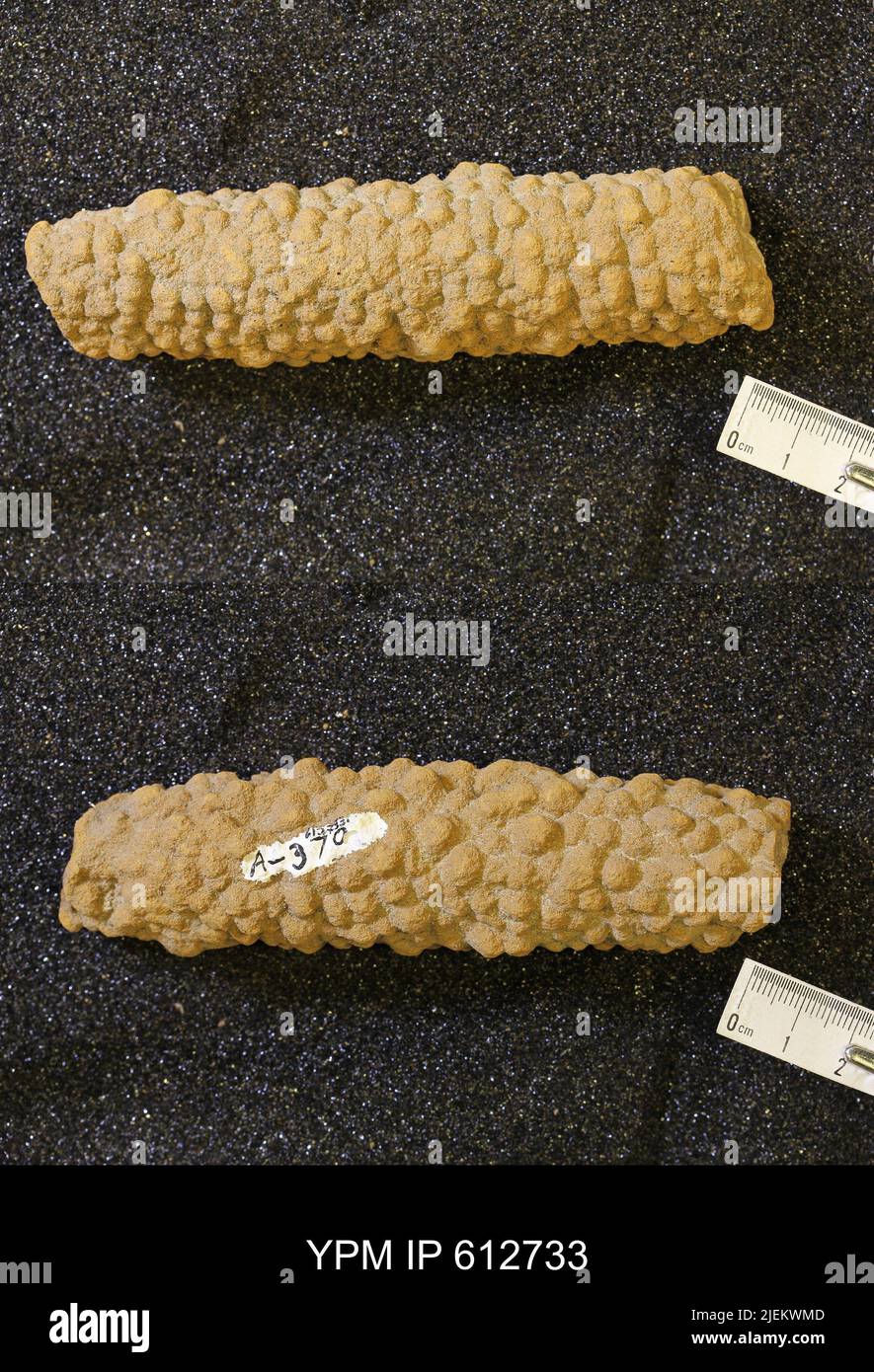 Ophiomorpha nodosa ichnofossil hi-res stock photography and images - Alamy