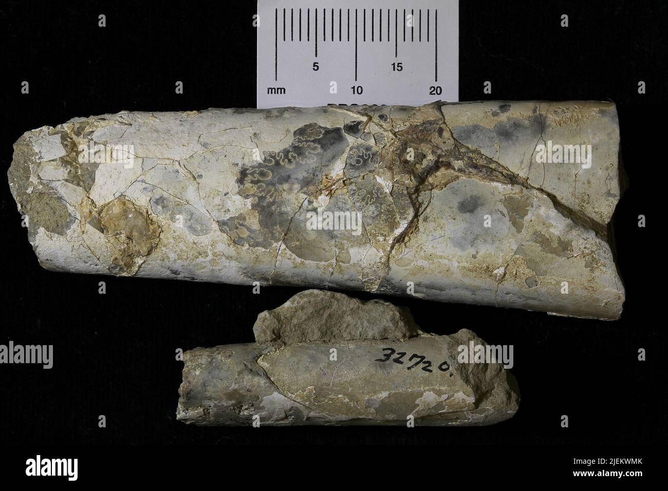 Baculites hi-res stock photography and images - Alamy