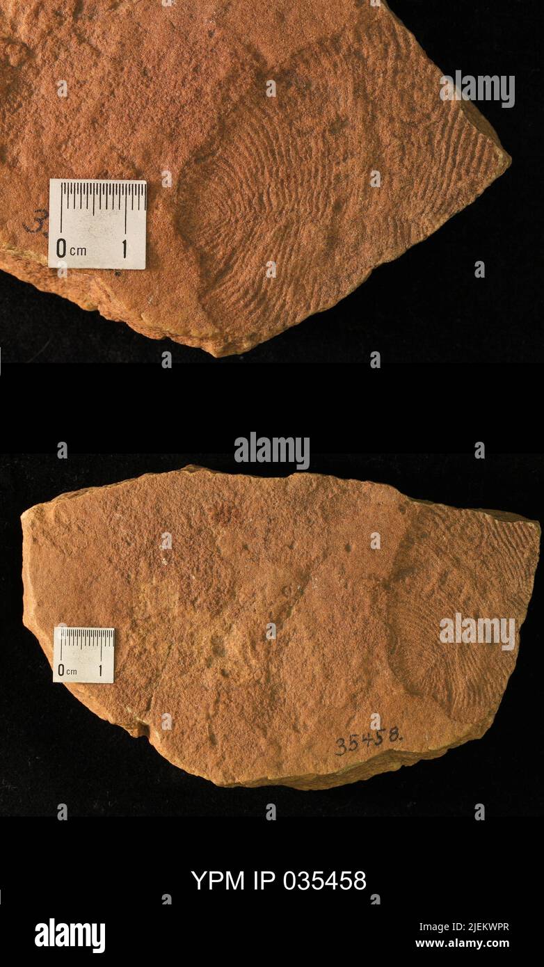 Dickinsonia costata Sprigg Stock Photo - Alamy