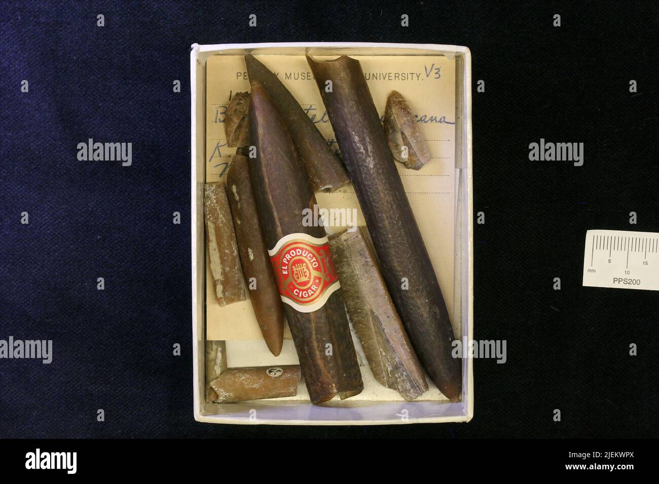 Belemnitella hi-res stock photography and images - Alamy