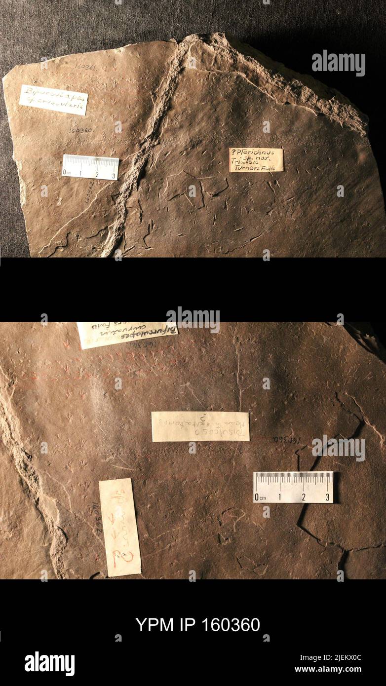 1858 ichnofossil hi-res stock photography and images - Alamy