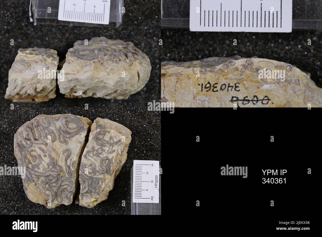 Serpula sp animalia hi-res stock photography and images - Alamy