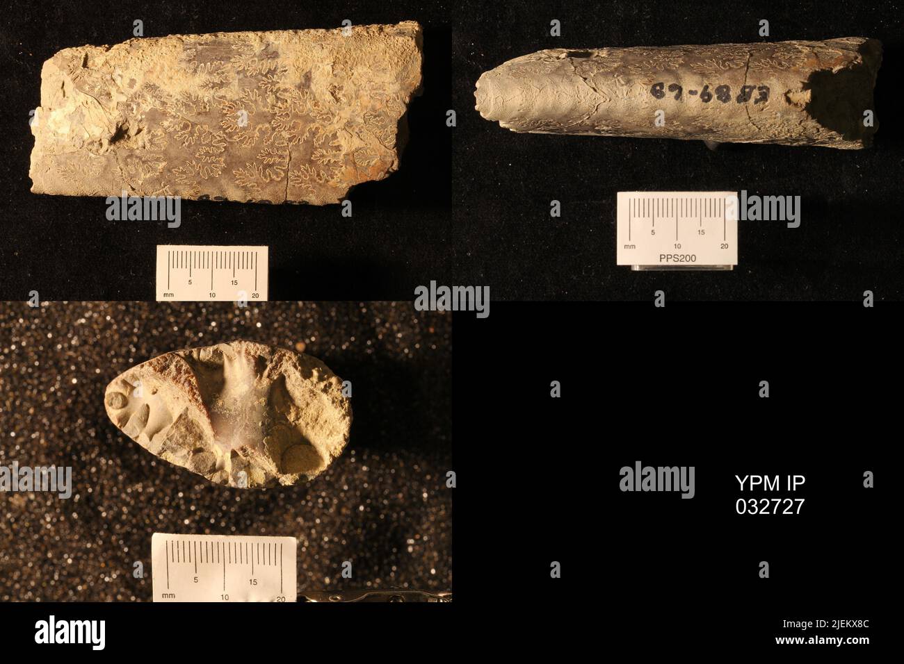 Baculites reesidei Elias Stock Photo - Alamy