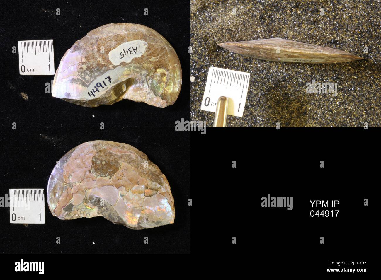 Sphenodiscus lenticularis (Owen Stock Photo - Alamy