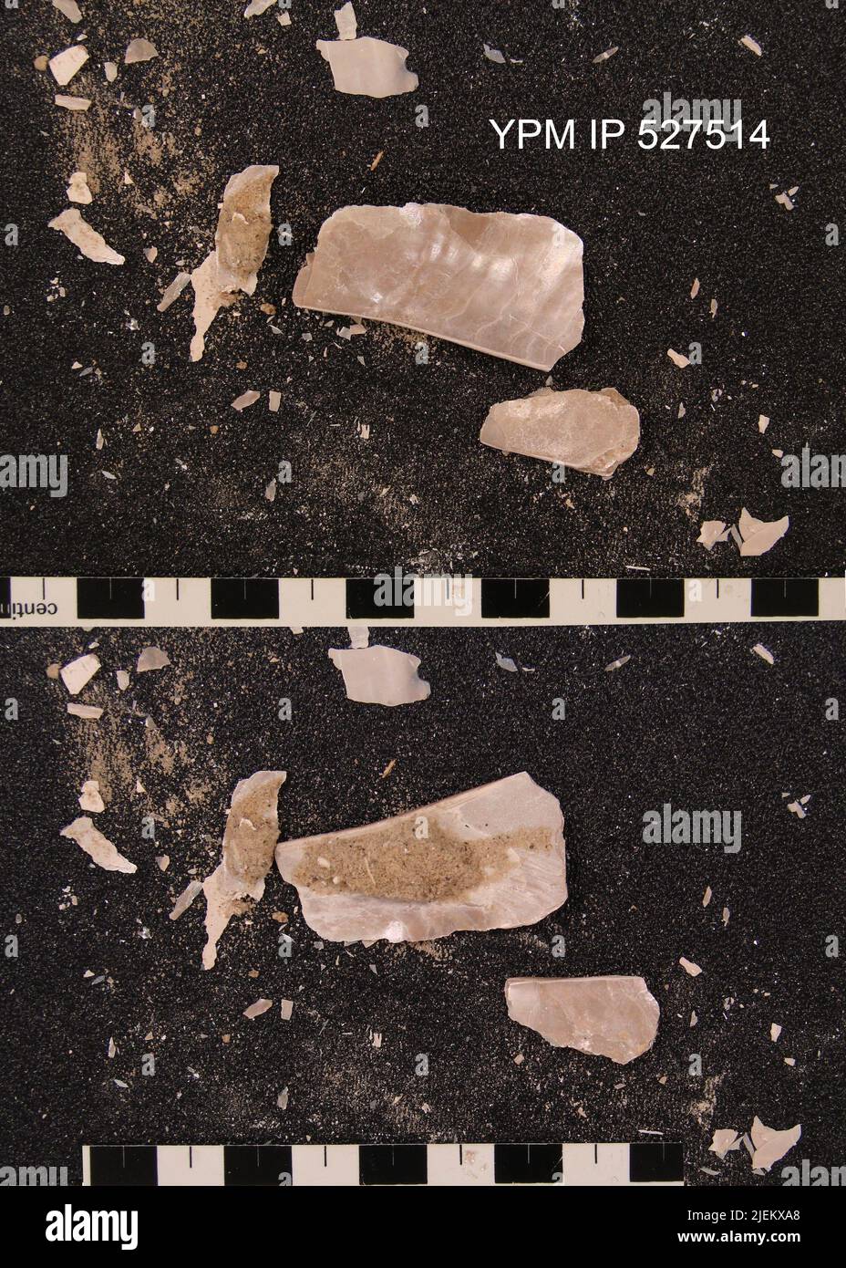 Mytiloid hi-res stock photography and images - Alamy