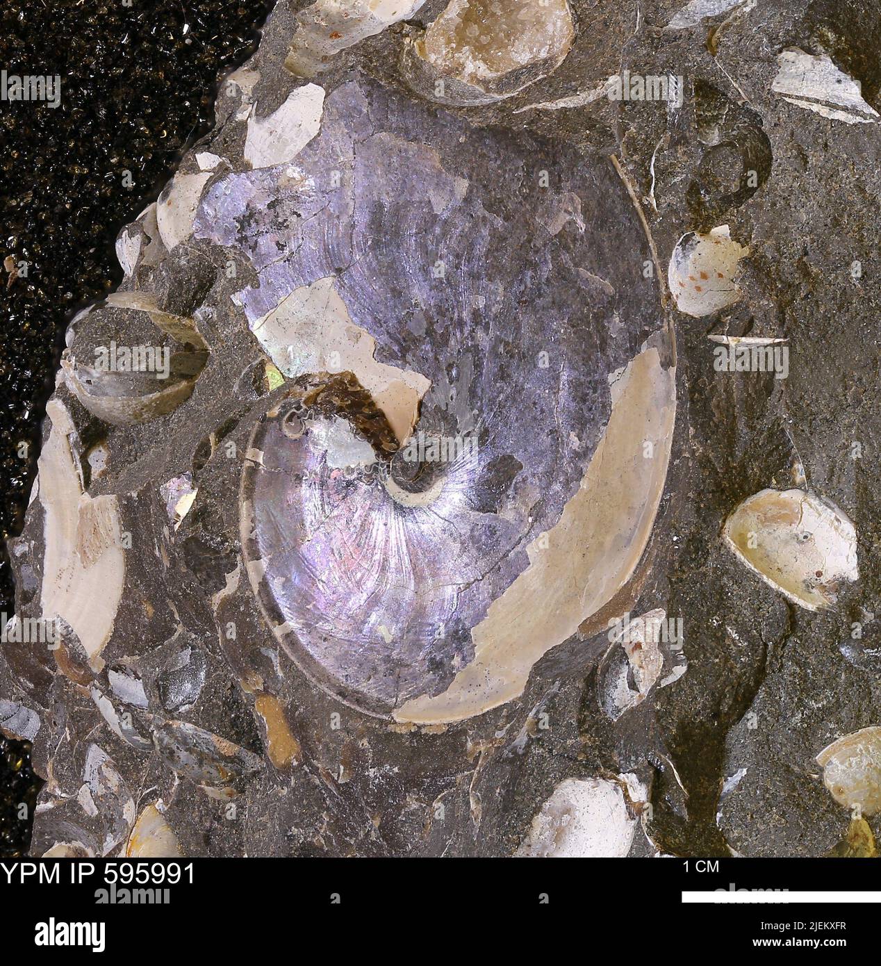 Sphenodiscus sp hi-res stock photography and images - Alamy