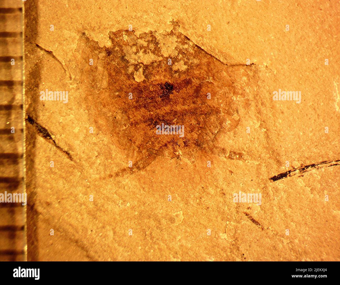 Undet blattaria hi-res stock photography and images - Alamy