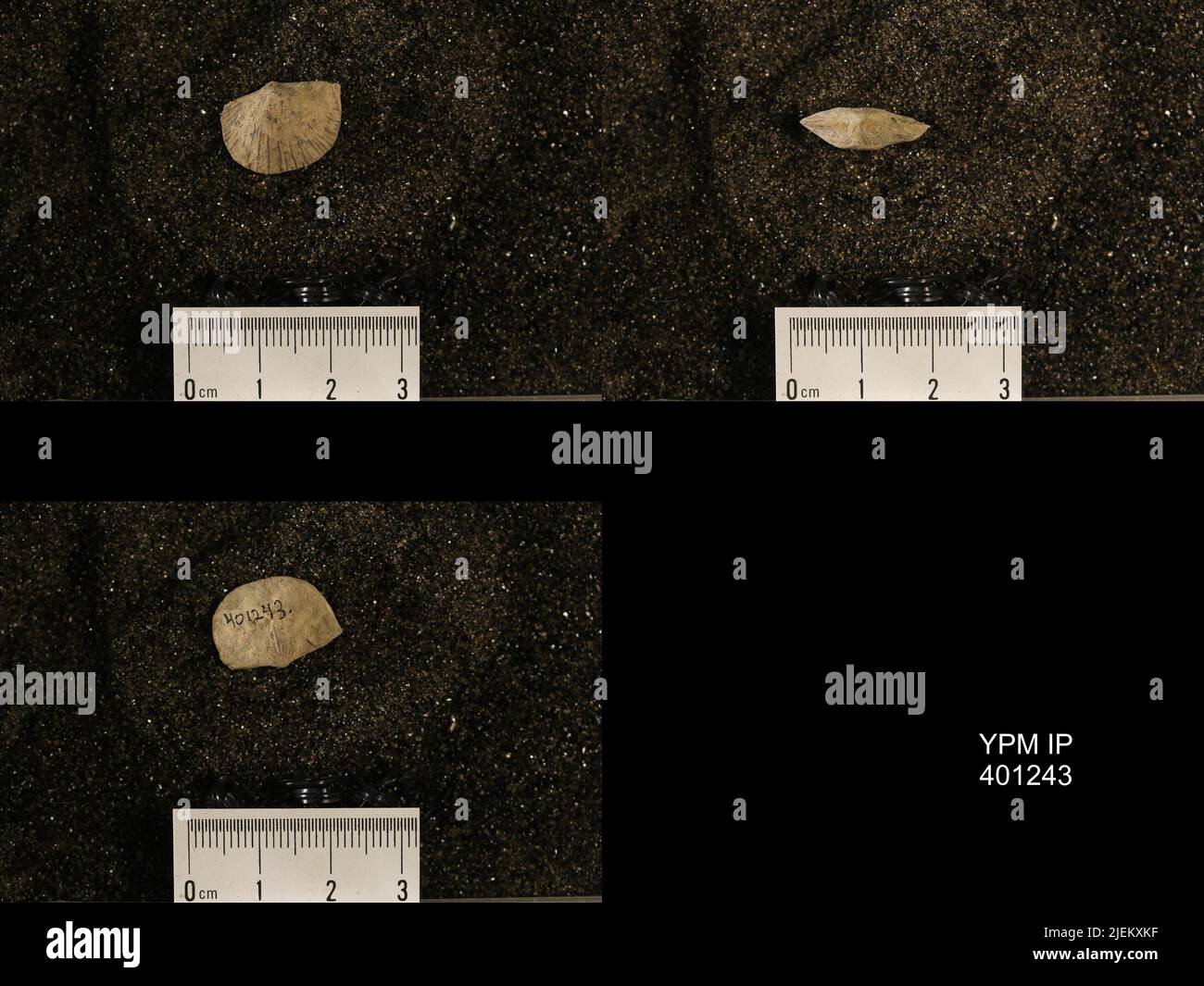 Orthis (Plectorthis) dichotoma Hall Stock Photo - Alamy