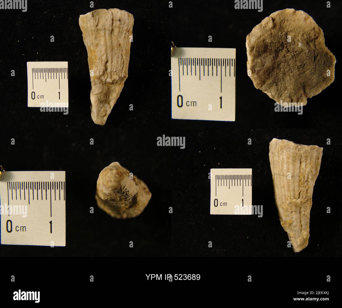 Hippurites organisans animalia hi-res stock photography and images - Alamy