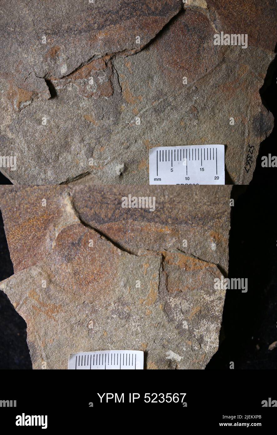 Ancient species catalog hi-res stock photography and images - Alamy