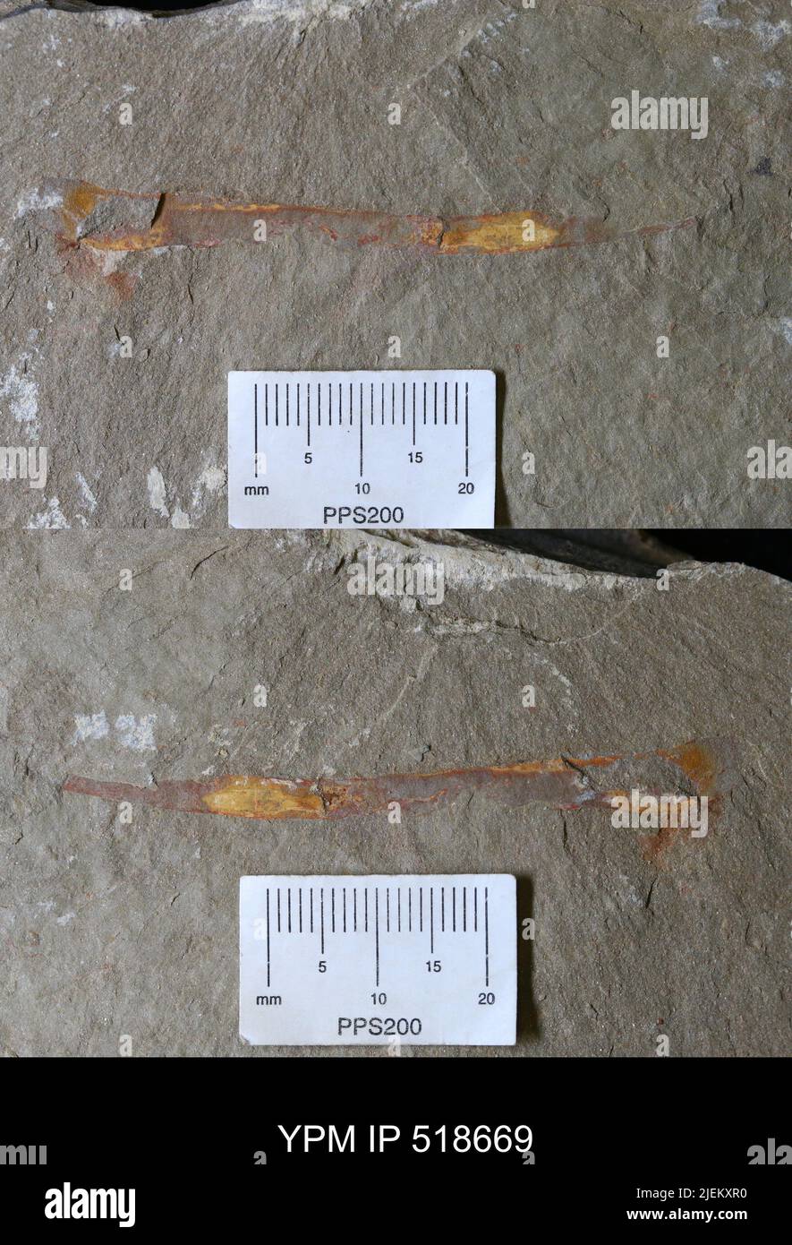 Sphenothallus sp animalia hi-res stock photography and images - Alamy