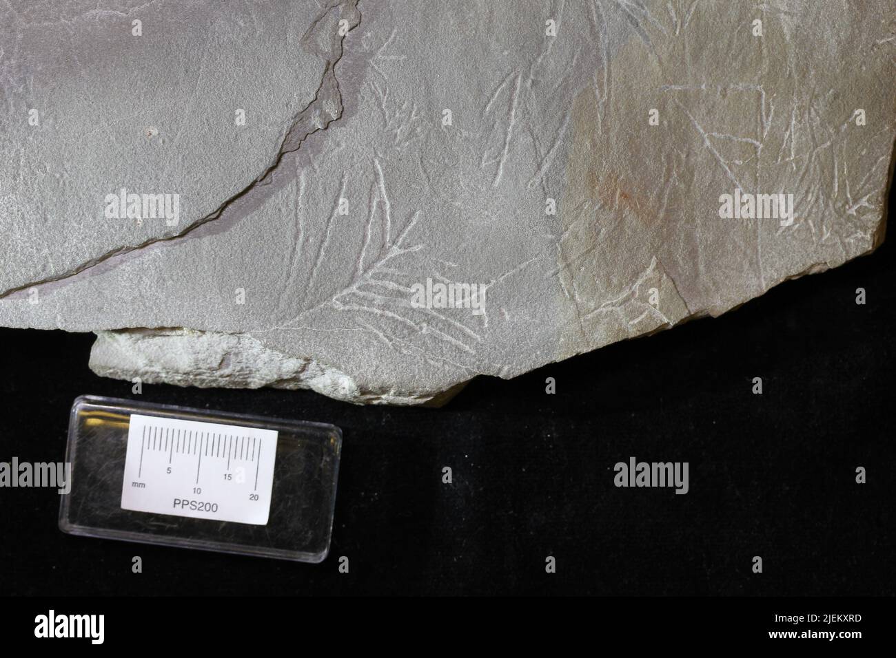 Chondrites sp ichnofossil hi-res stock photography and images - Alamy